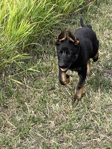 Bicolor Rory x Happy Female